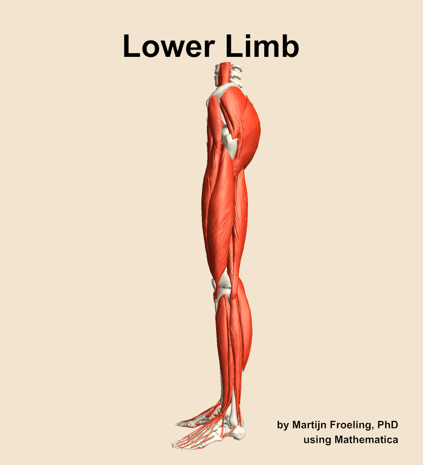 Muscles Of The Lower Limb