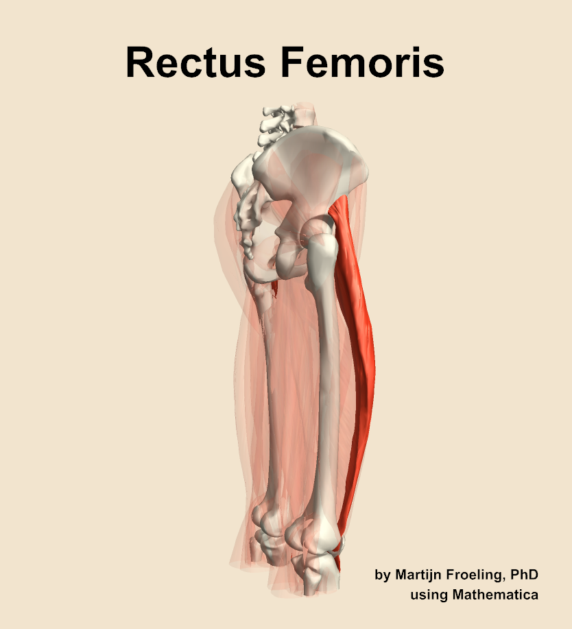 The Rectus Femoris Muscle Of The Thigh