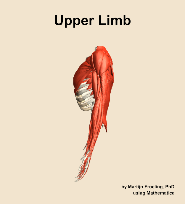 Muscles Of The Upper Limb Muscles Of The Upper Limb